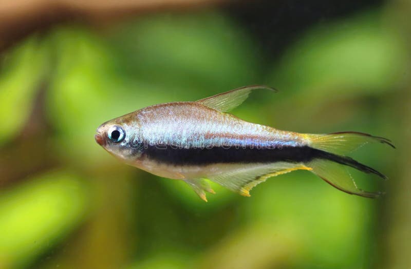 Beautiful Blue Emperor Tetra Fish Stock Photos - Free & Royalty-Free ...