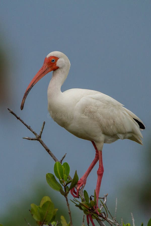Beautiful Blue Eyed Florida White Ibis Stock Image - Image of closeup ...
