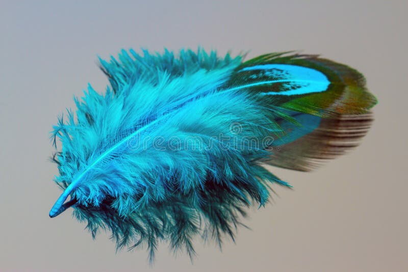 Blue Feather Over Grey Background Stock Photo - Image of nature, black ...