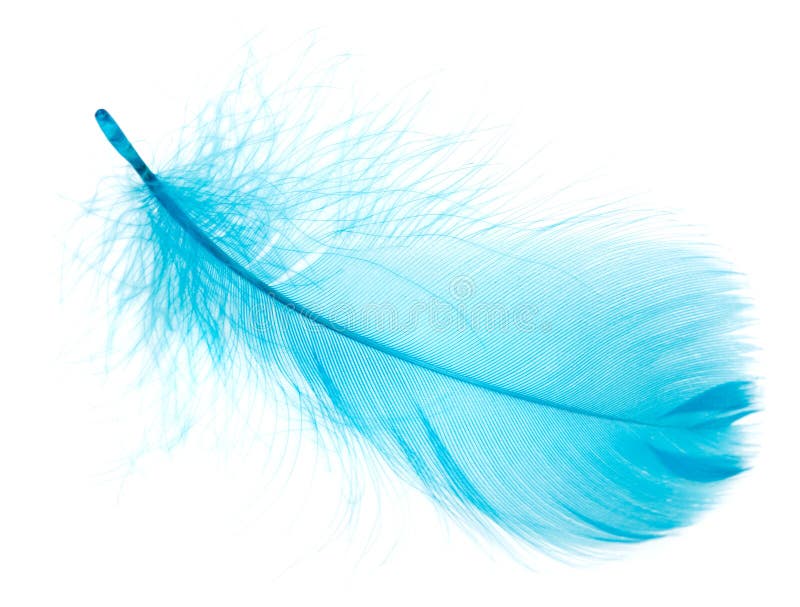 Beautiful Blue Feather on White Background Stock Image - Image of ...