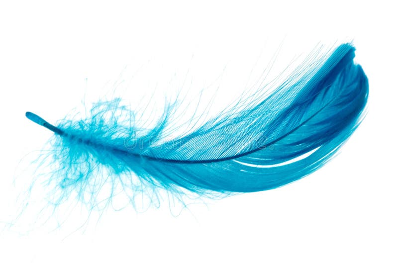 Beautiful Blue Feather on White Background Stock Photo - Image of white ...