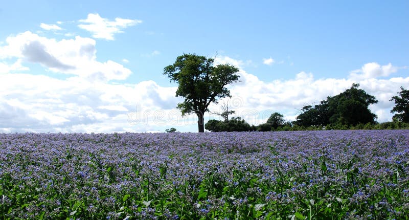 Beautiful blue field stock image. Image of countryside - 5807163