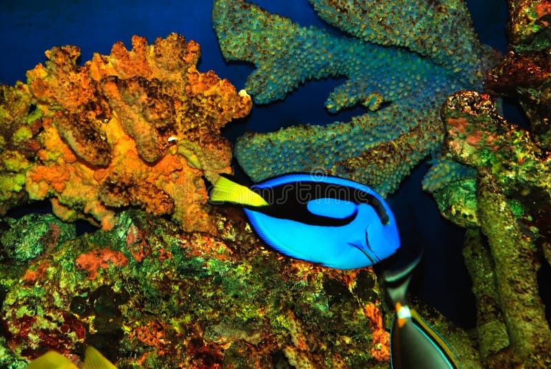 Beautiful blue fish stock image. Image of animal, tropical - 5097251