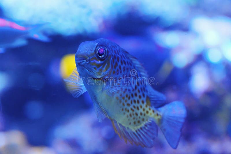 Beautiful Blue Fish in the Aquarium Stock Image - Image of gills, spots ...