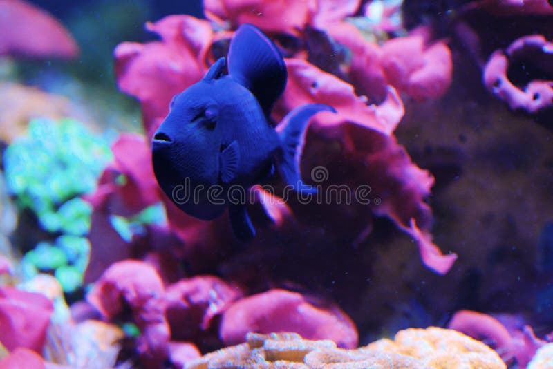 Beautiful Blue Fish in the Aquarium View Stock Image - Image of pink ...