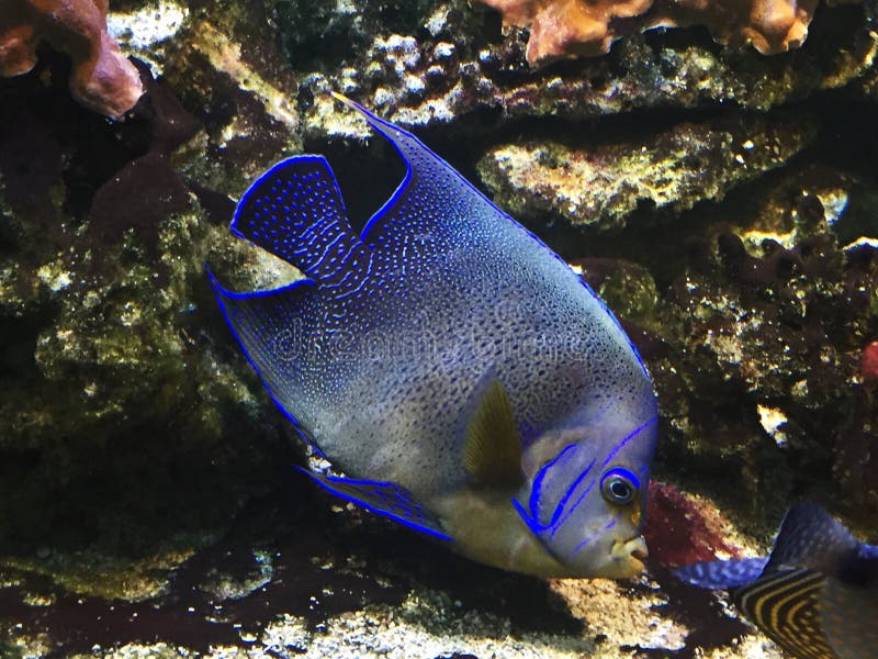 Beautiful Blue Fish in the Aquarium Zoo Stock Photo - Image of fish ...