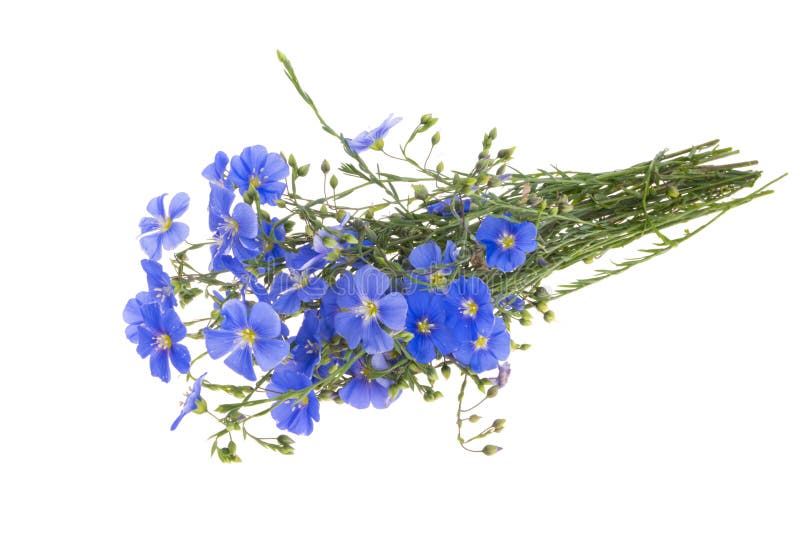 Beautiful Blue Flax Flowers Isolated Stock Image - Image of closeup ...