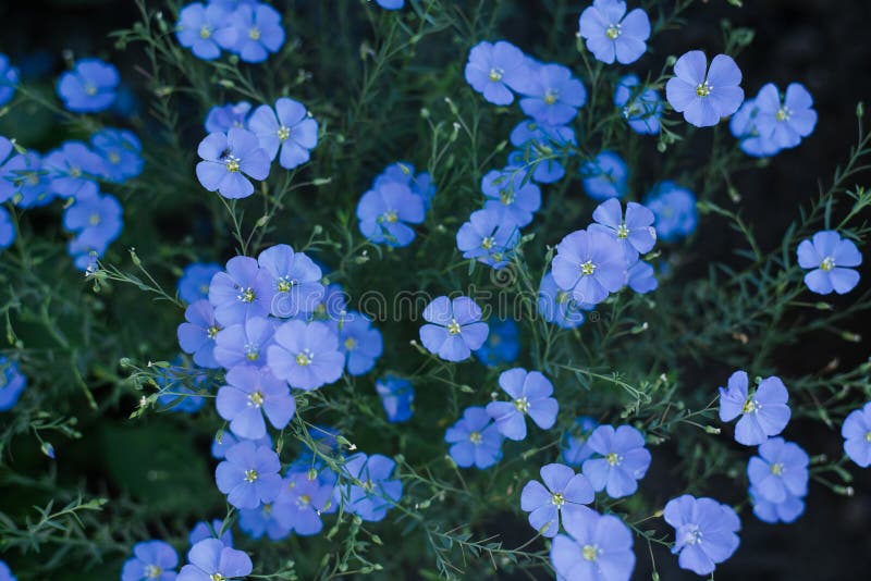 Beautiful Blue Flax Flowers in Summer on a Garden Bed Stock Image ...