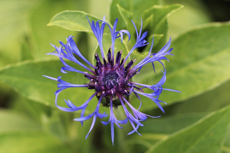 The Beautiful Blue Flower in the Leaves Stock Image - Image of blooming ...