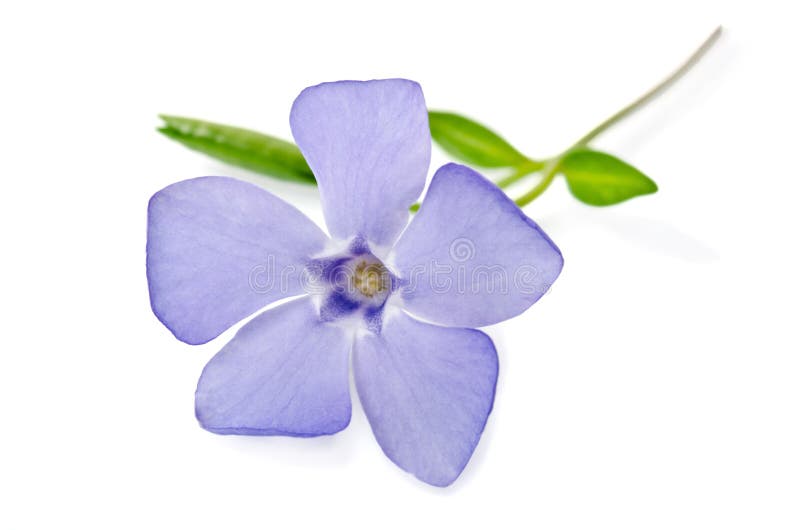 Beautiful Blue Flowers Periwinkle Stock Image - Image of flowers ...