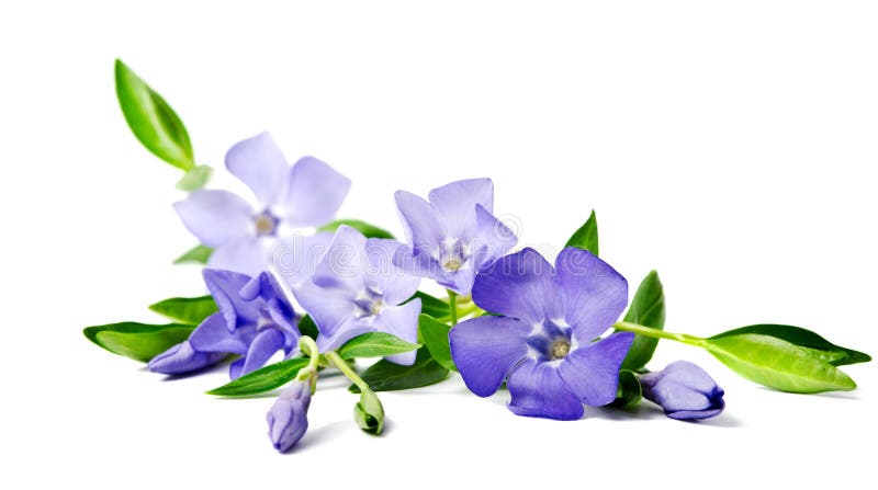 Beautiful Blue Flower Periwinkle Stock Photo - Image of botanical ...