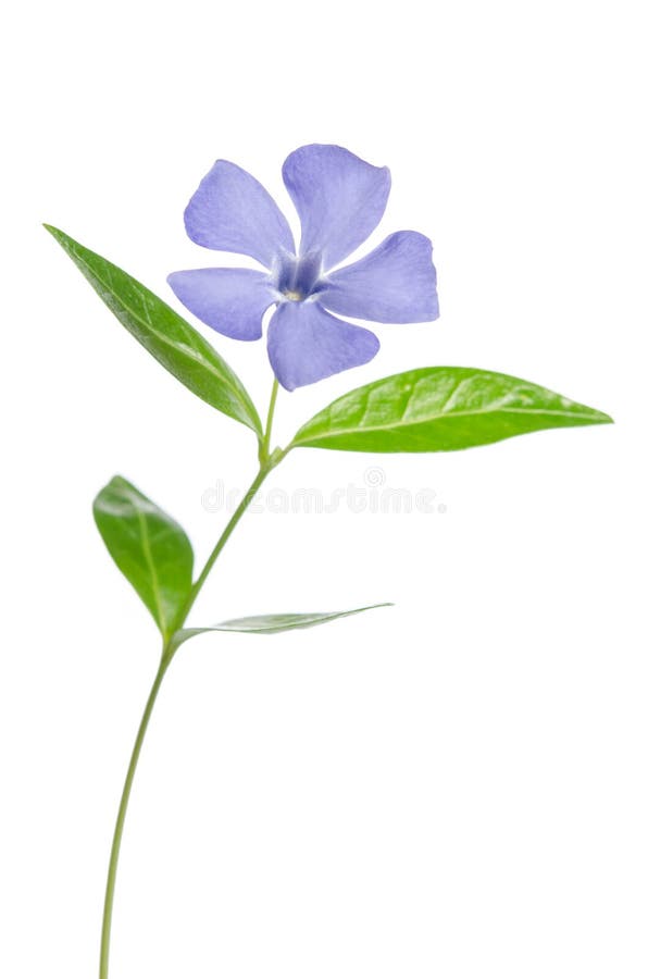 Beautiful Blue Flower Periwinkle Stock Image - Image of houseplant ...