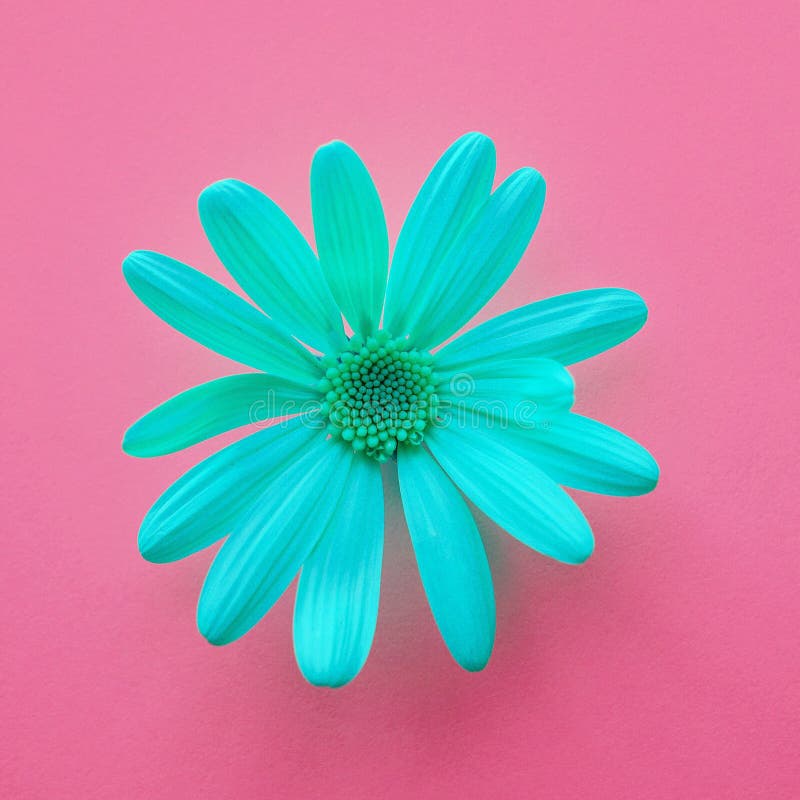 Beautiful Blue Flower on a Pink Background. Stock Image - Image of ...