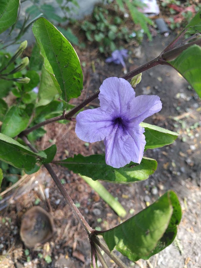 Beautiful Blue Flowers, Blue Flowers Stock Photo - Image of flowers ...