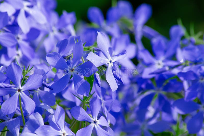 Beautiful Blue Flowers, Close-up. Background of Blue Spring Flowers ...