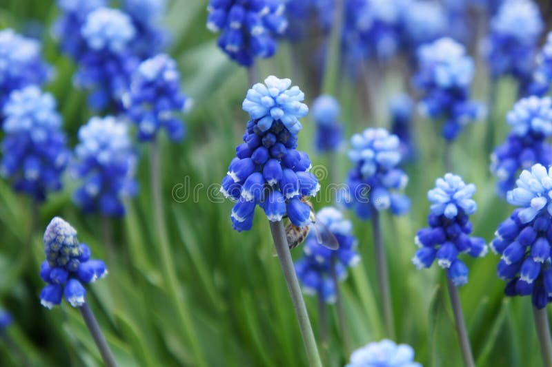 Beautiful Blue Flowers in Early Spring. Stock Image - Image of ...