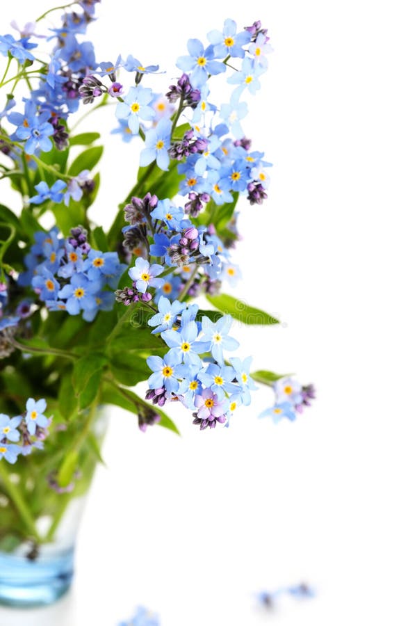 Beautiful Blue Flowers Forget-me-nots Stock Image - Image of abstract ...