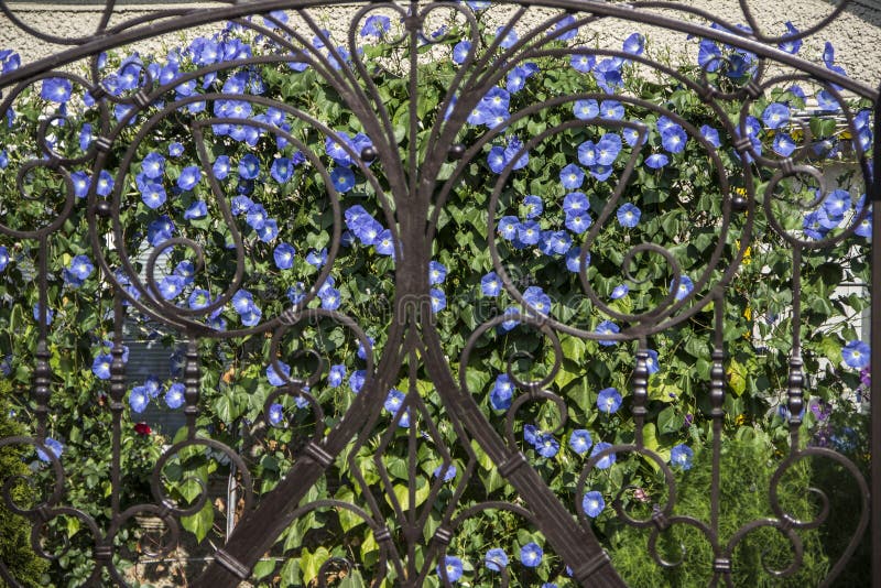 Beautiful Blue Flowers on the Gate Stock Image - Image of design, gate ...
