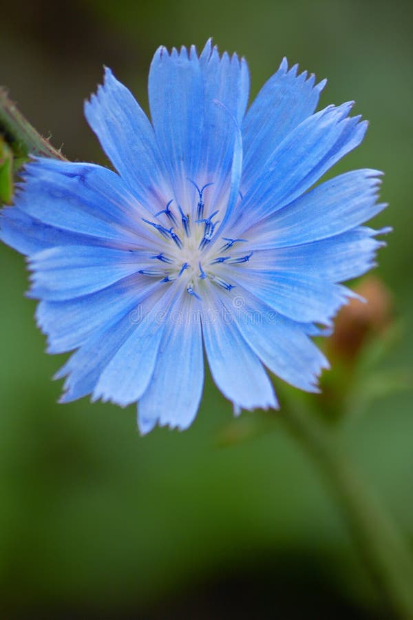 Beautiful Blue Flowers On Green Stock Photo - Image of flower, details ...