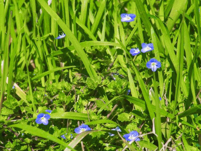Beautiful Blue Flowers among the Green Grass Stock Image - Image of ...