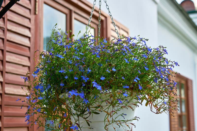 Beautiful Blue Flowers in a Hanging Planter. Decorative White Pots with ...