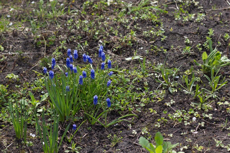 Beautiful Blue Flowers on the Lawn Stock Photo - Image of lawn, spring ...