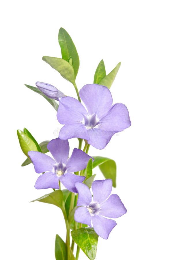Beautiful Blue Flowers Periwinkle Stock Photo - Image of meadow, major ...