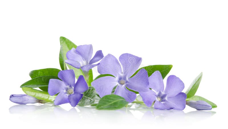Beautiful Blue Flowers Periwinkle Stock Photo - Image of meadow, major ...