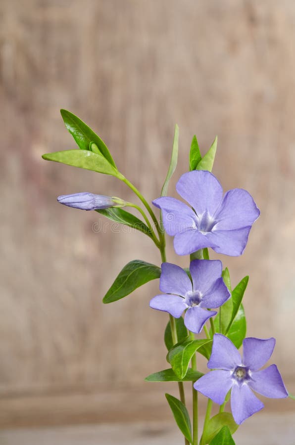 Beautiful Blue Flowers Periwinkle Stock Image - Image of flowers ...