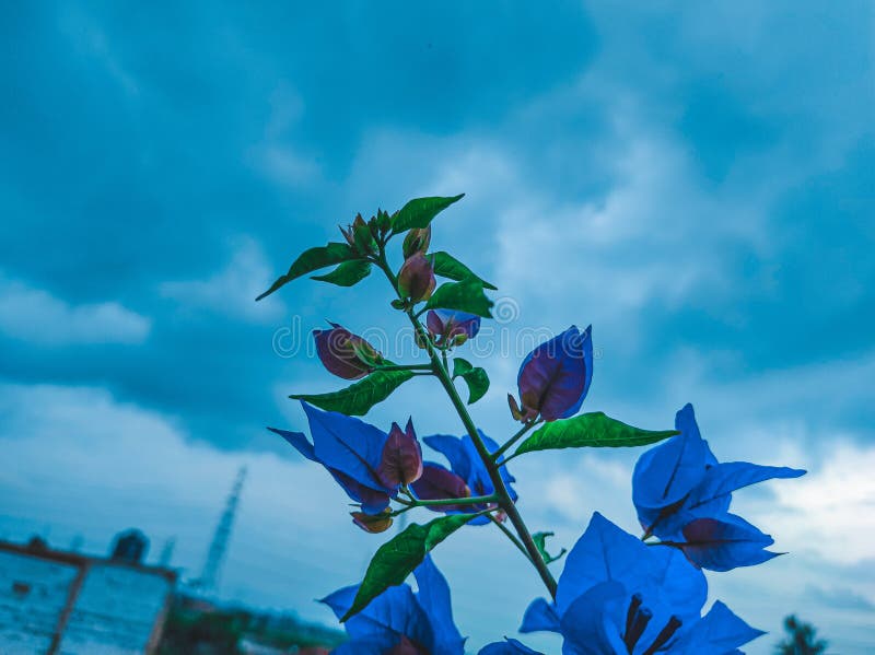 Beautiful Blue Flowers with a Slightly Cloudy Blue Sky Background Stock ...