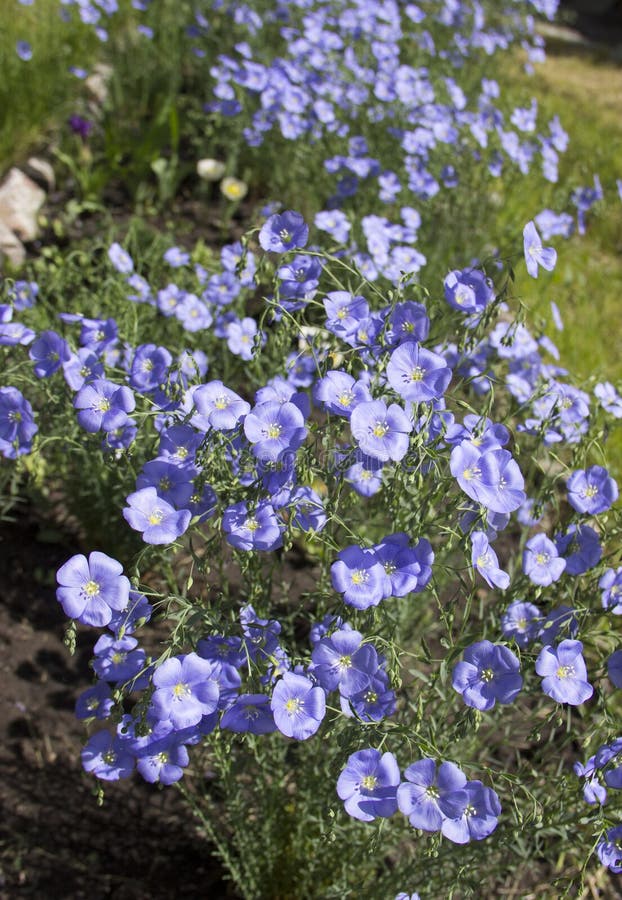 Beautiful Blue Flowers in the Sunlight on the Flower Bed Stock Photo ...