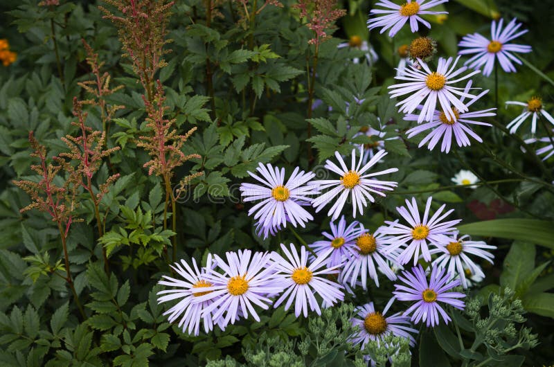 Chamomile German blue. stock photo. Image of fragility - 95748404