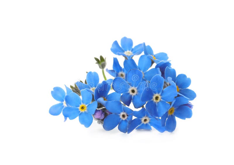Beautiful Blue Forget-me-not Flowers Isolated on White Stock Image ...