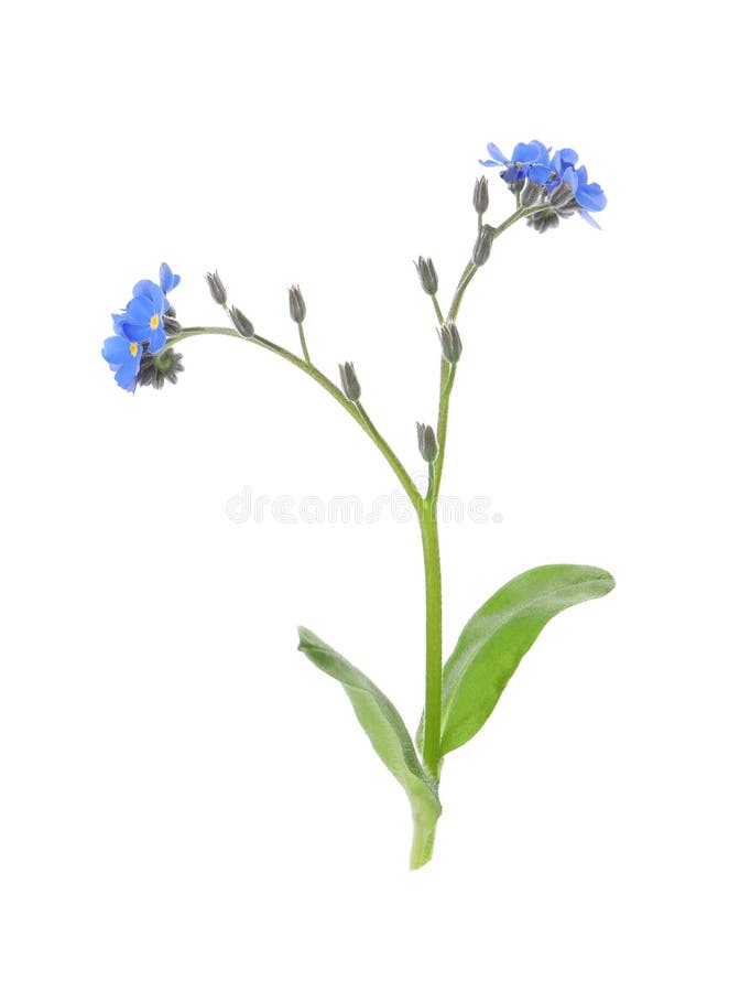 Beautiful Blue Forget-me-not Flowers Isolated on White Stock Image ...