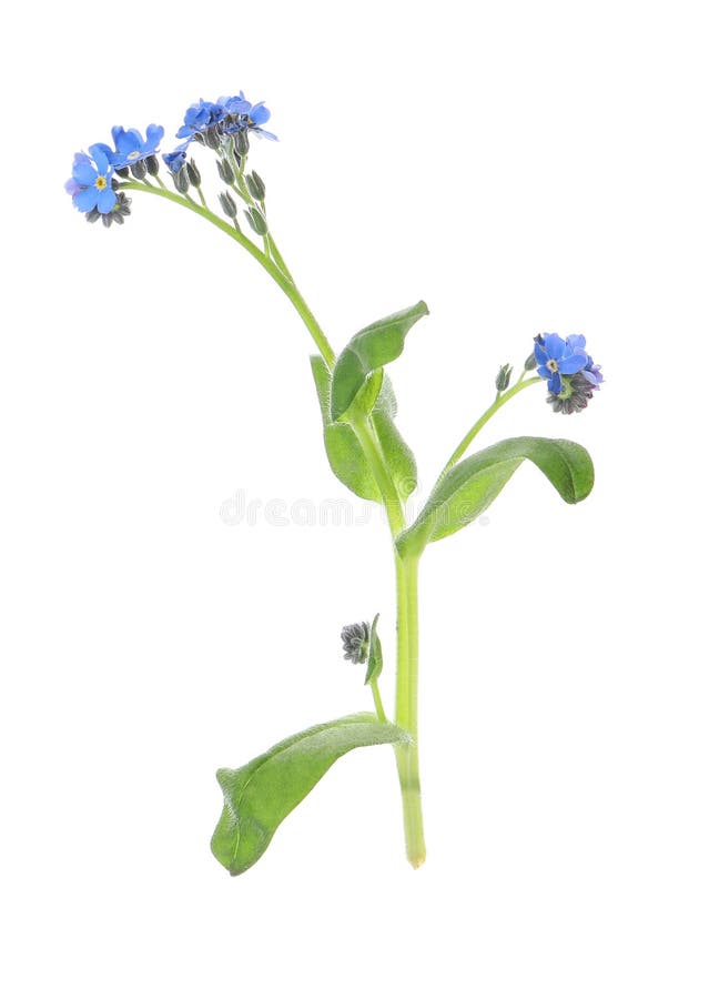 Beautiful Blue Forget-me-not Flowers Isolated on White Stock Image ...