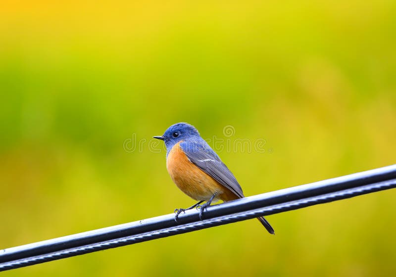 Beautiful of Blue-fronted Redstart (Phoenicurus Frontalis) Bird ...