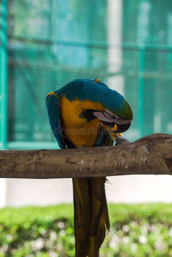 Beautiful Blue and Gold Macaw in the Park, Parrot Stock Image - Image ...