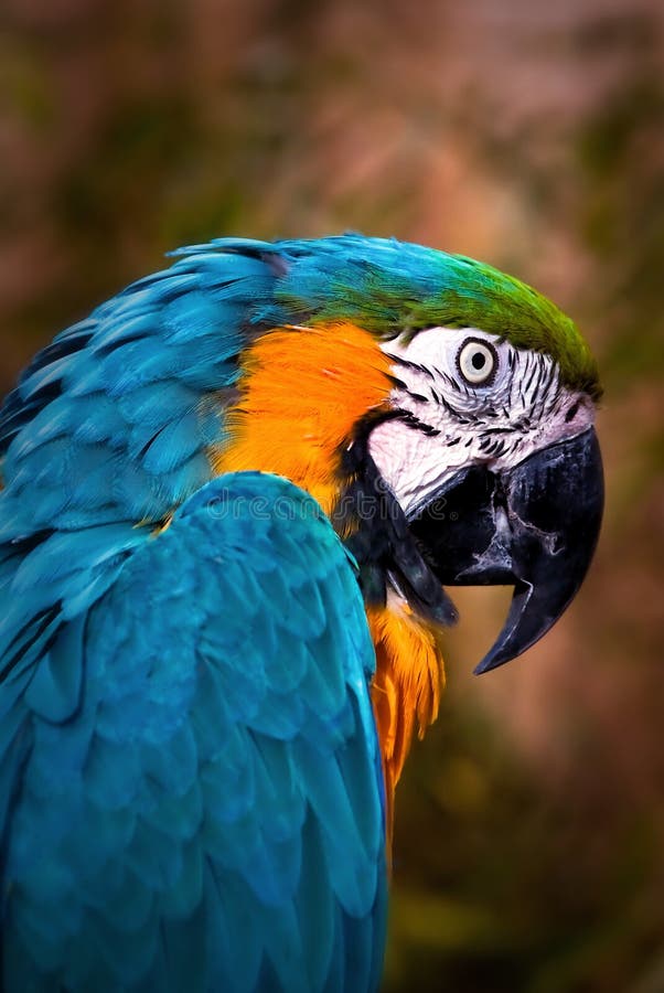 Beautiful Blue and Gold Macaw - Parrot Portrait 4 Stock Image - Image ...