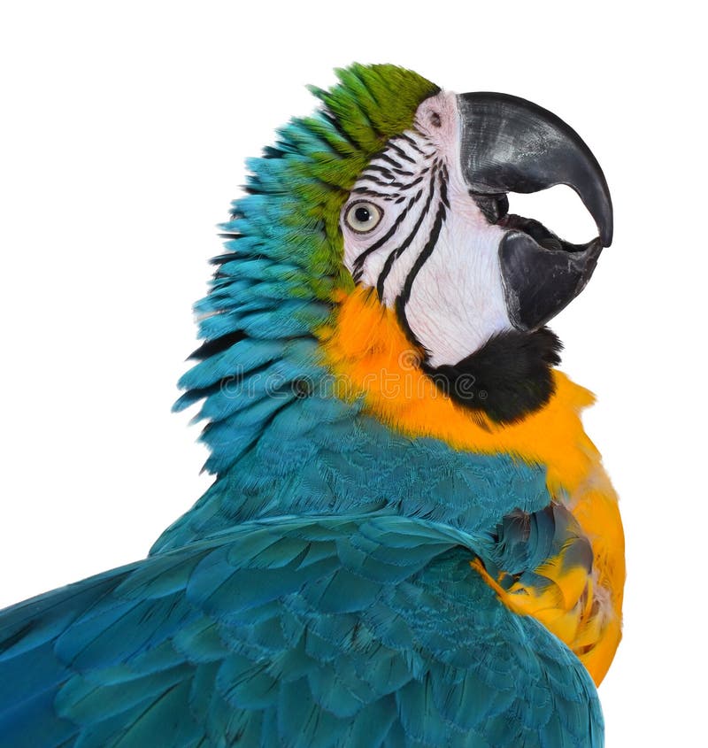 Front View Close-up of a Blue-and-yellow Macaw, Ara Ararauna, 30 Years ...