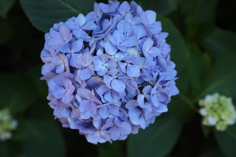 Beautiful Blue Hortensia Flower in Park, Top View Stock Image - Image ...
