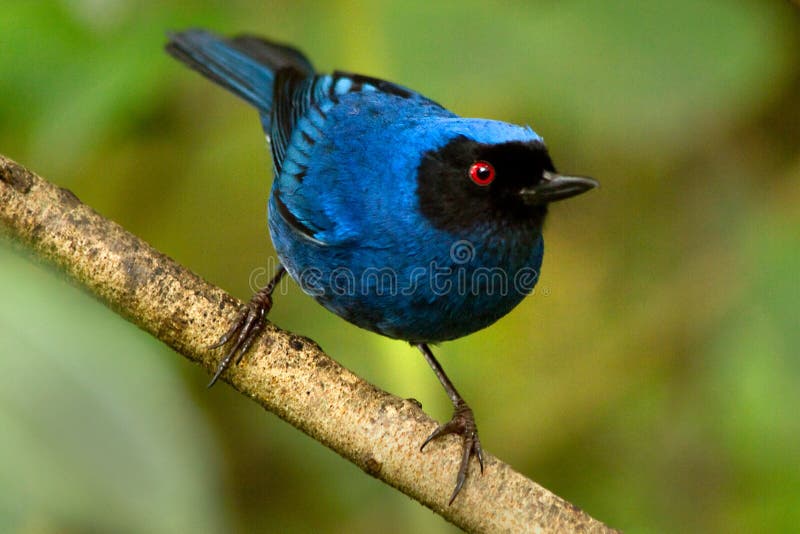 Beautiful Blue Hummingbird on a Branch Stock Image - Image of daytime ...