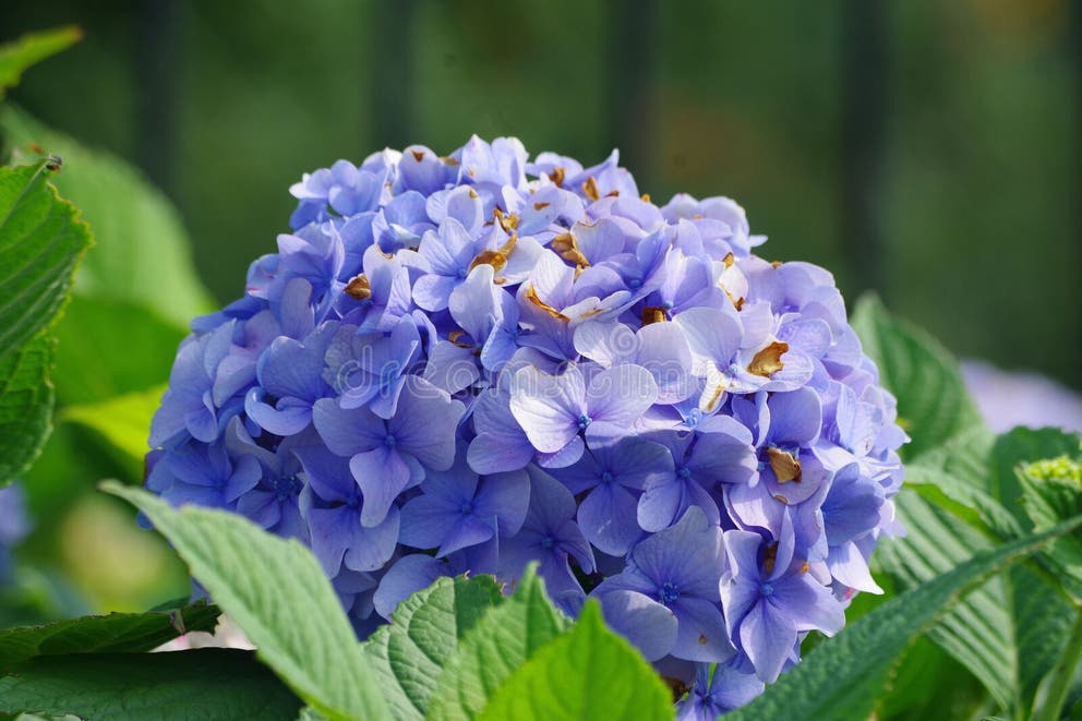 Beautiful Blue Hydrangea is Blossoming Amongst a Backdrop of Foliage ...