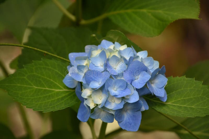 Beautiful Blue Hydrangea Blossoms on a Bush in Bloom Stock Image ...