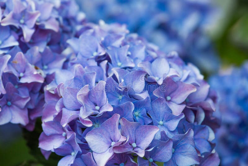 Beautiful Blue Hydrangea Flowers in the Garden Stock Image - Image of ...