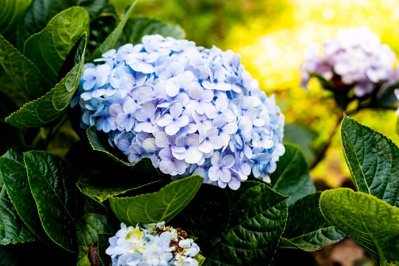 Beautiful Blue Hydrangea Flower Blooming in Spring in the Garden and ...