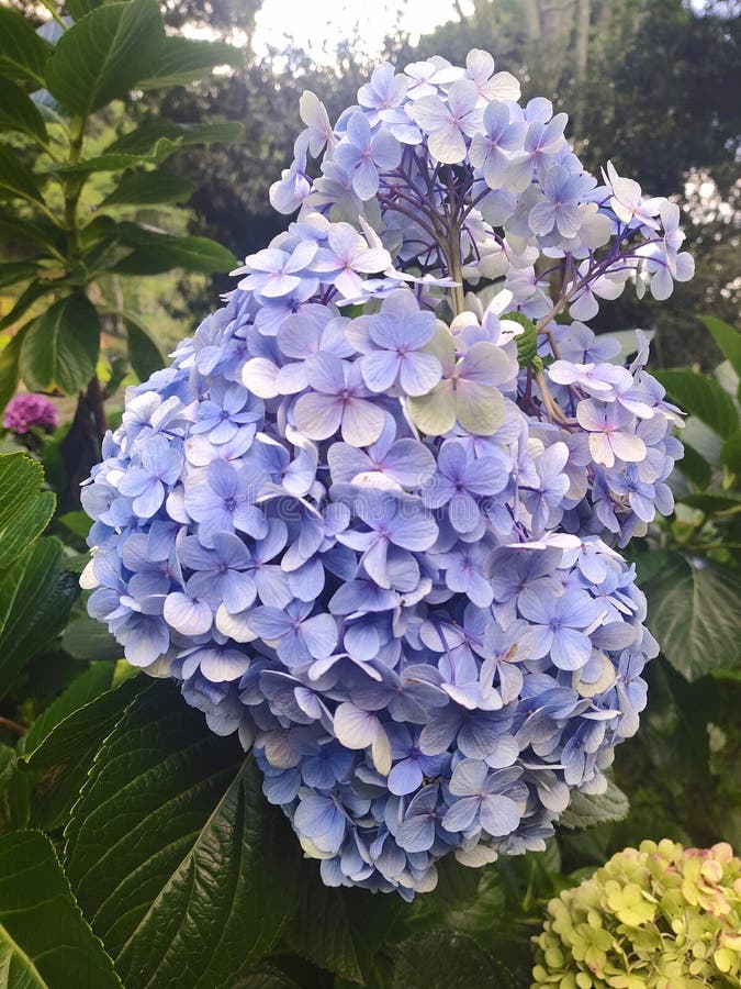 Beautiful Blue Hydrangea Flower Stock Photo - Image of beautiful ...