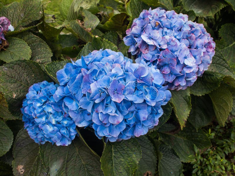 Beautiful Blue Hydrangea Flower Stock Image - Image of flora, blue ...