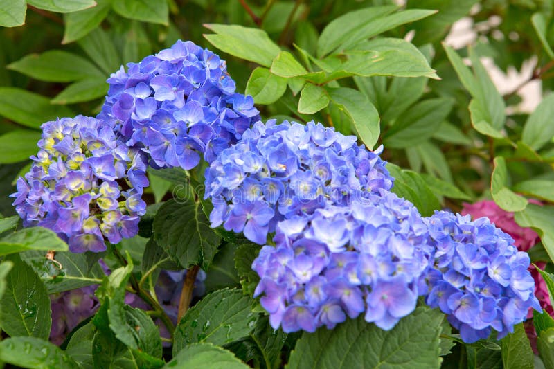 Beautiful Blue Hydrangea Flowers in the Garden Stock Image - Image of ...