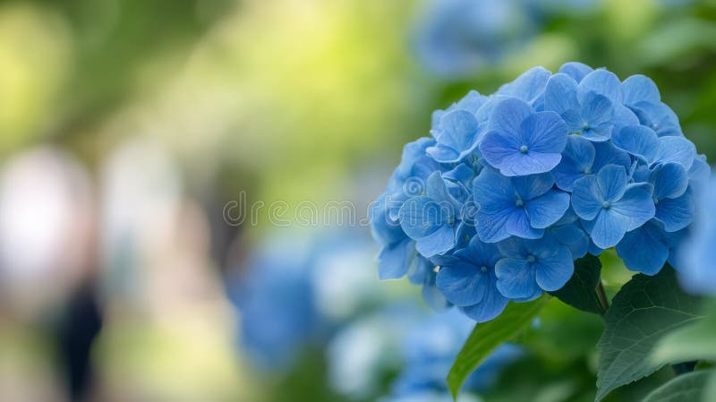 Beautiful Blue Hydrangeas in Bloom Surrounded by Soft, Dreamy ...