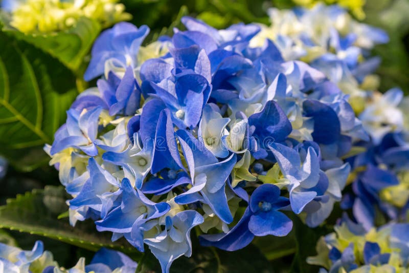 Beautiful Blue Hydrangeas Bloom Vibrantly in a Sunny Garden during ...
